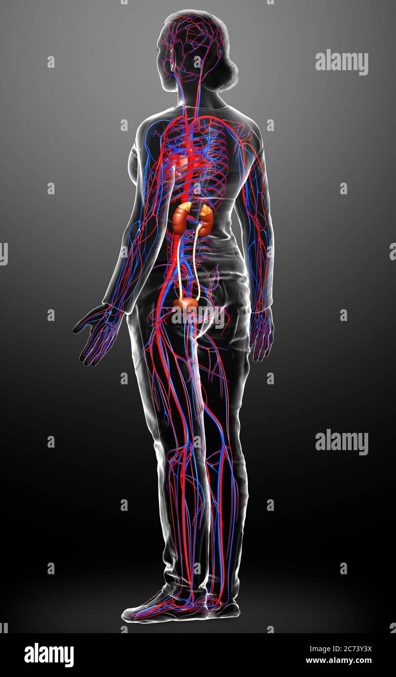 3d rendered, medically accurate illustration of the female kidneys and ...
