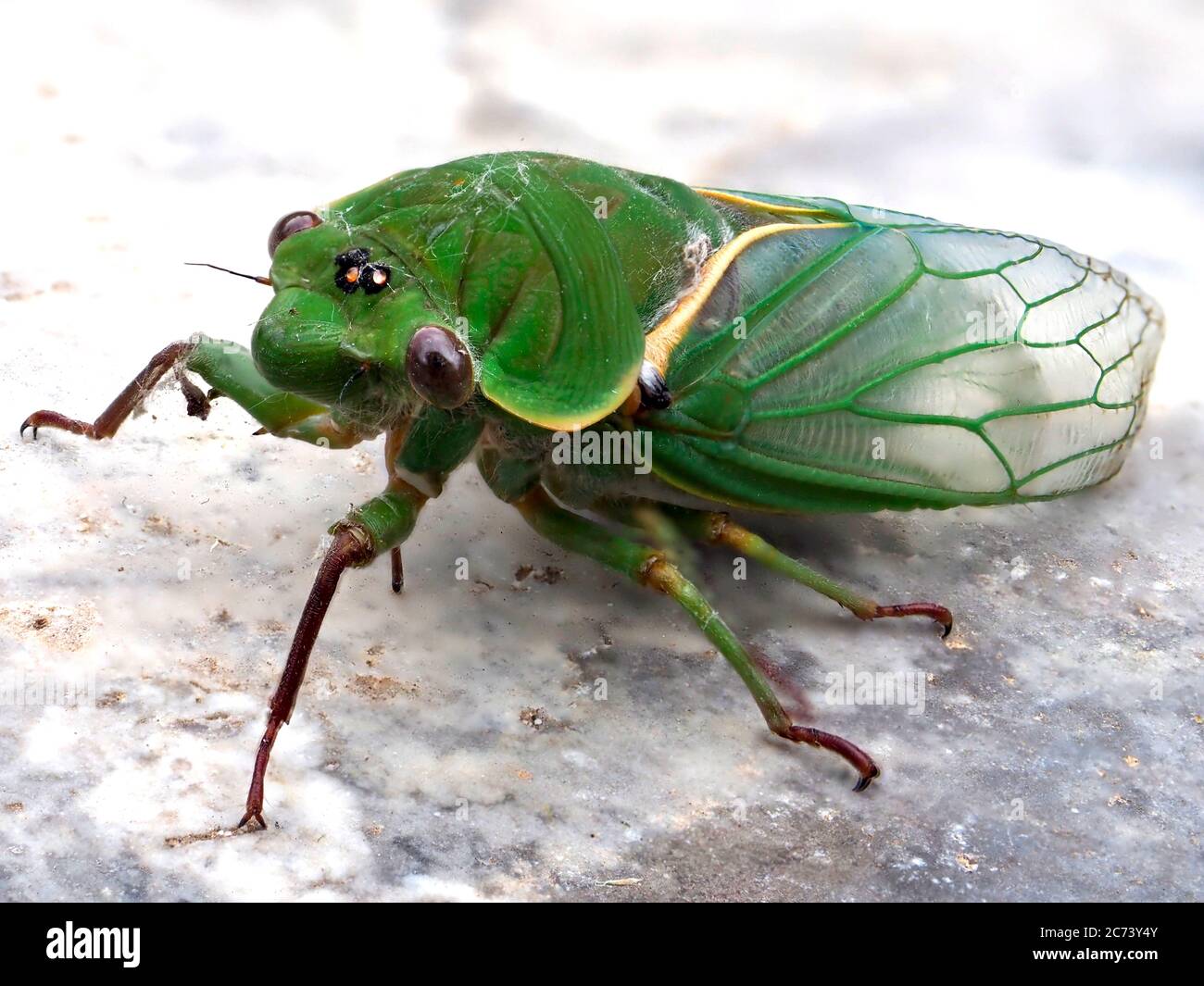 Australian cicadas hi-res stock photography and images - Alamy