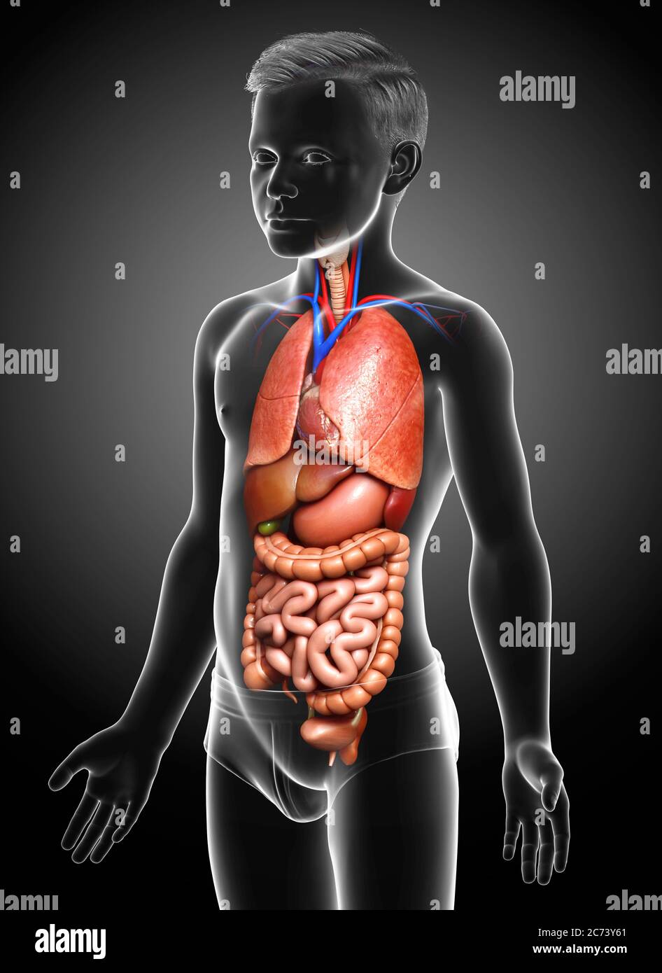 3d rendered medically accurate illustration of boy Internal organs ...