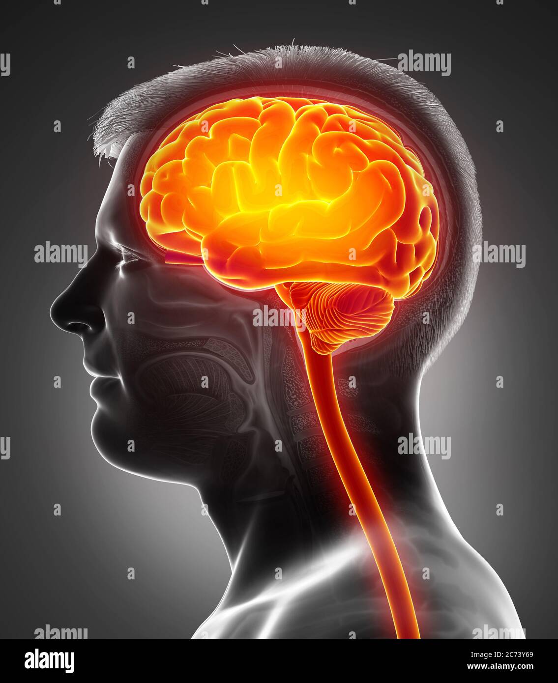 3d rendered, medically accurate illustration of a male highlighted ...