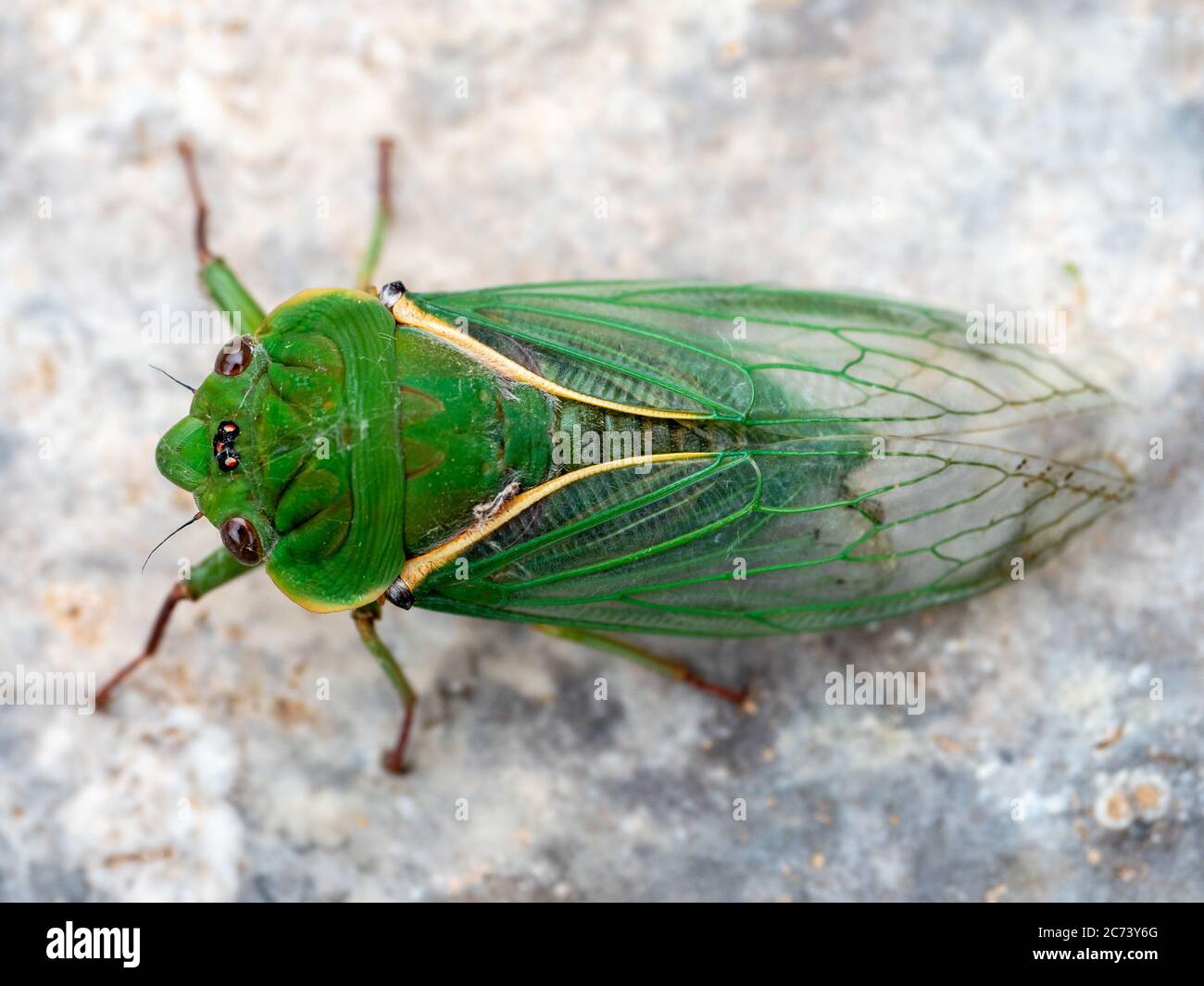 Green Grocer Cicada Stock Photo - Alamy