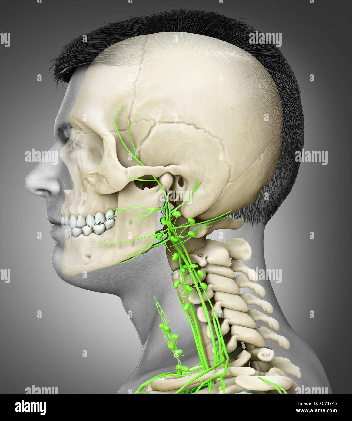 Lymphatic system face hi-res stock photography and images - Alamy
