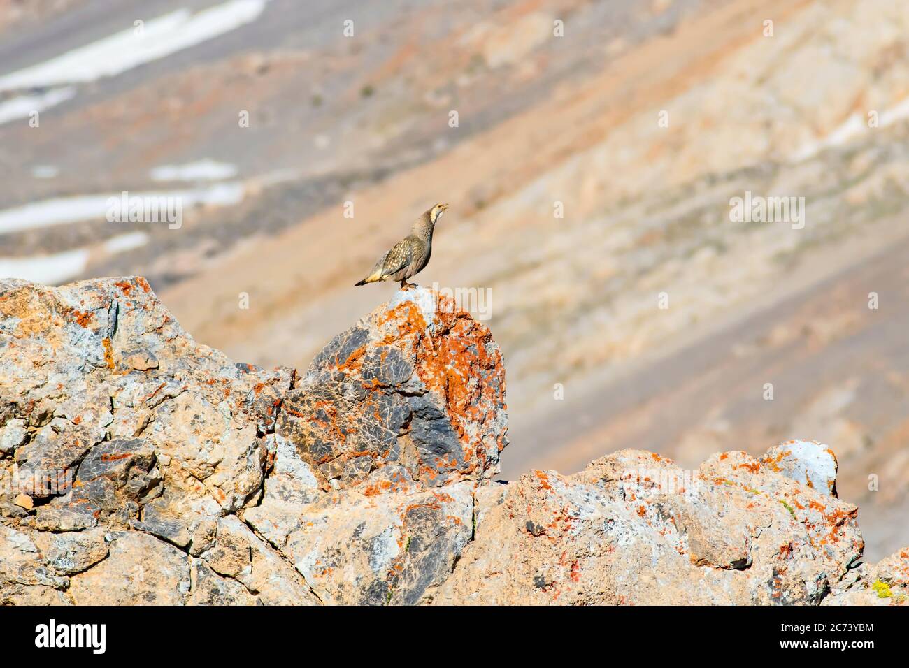 Rare partridge. Mountain background. Bird: Caspian Snowcock ...