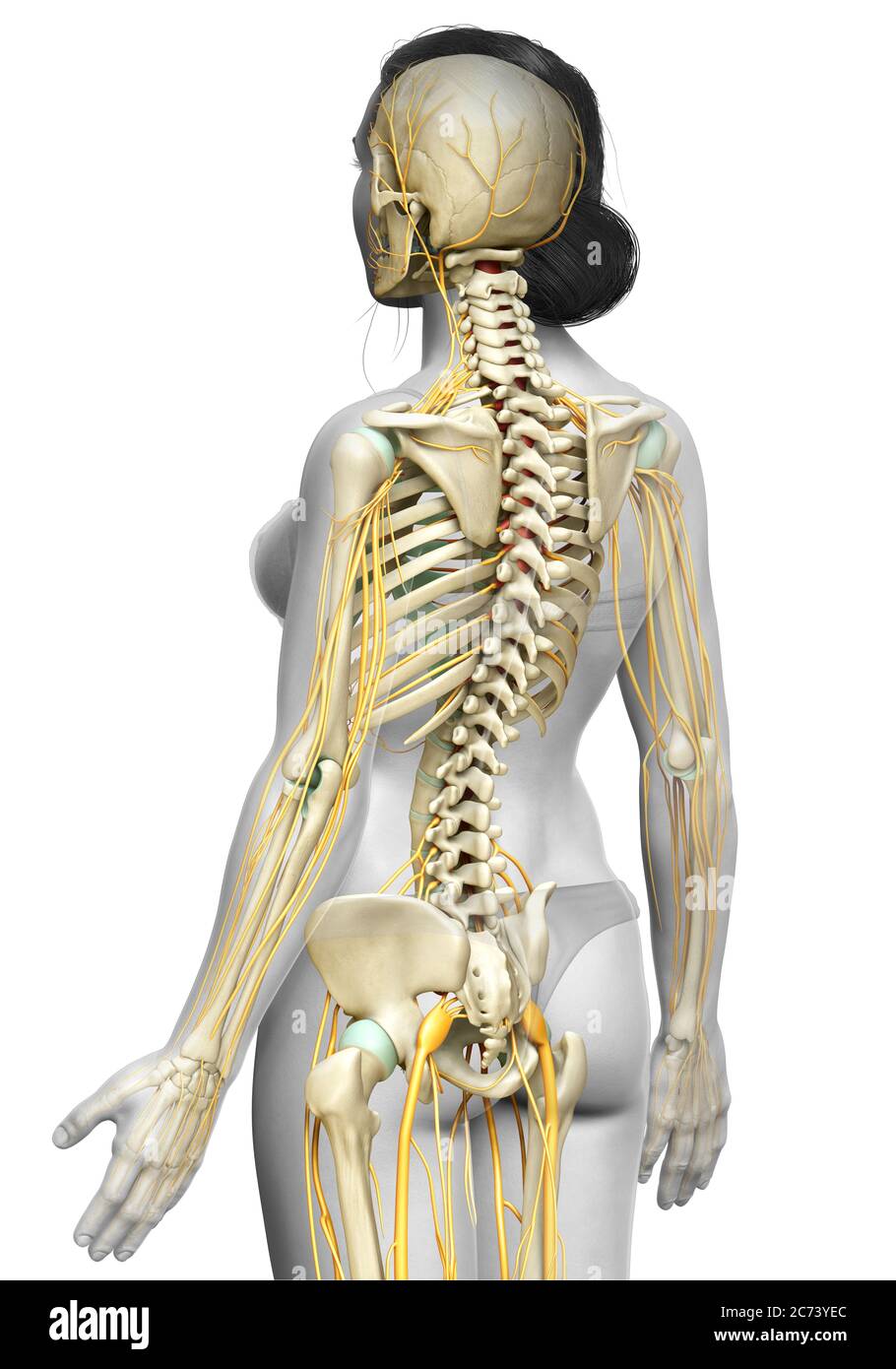 3d rendered medically accurate illustration ofa female nervous system ...