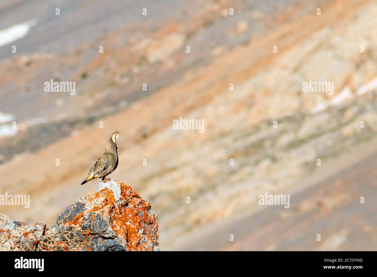 Rare partridge. Mountain background. Bird: Caspian Snowcock ...