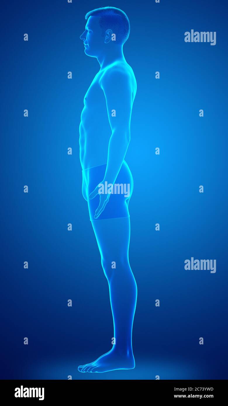 3d rendered illustration of the male body Stock Photo - Alamy