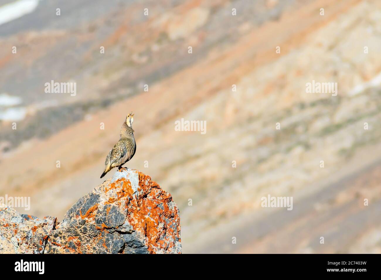 Rare partridge. Mountain background. Bird: Caspian Snowcock ...