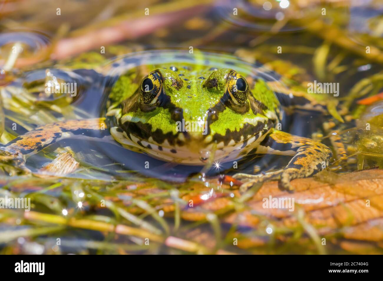 Slippery frog hi-res stock photography and images - Alamy