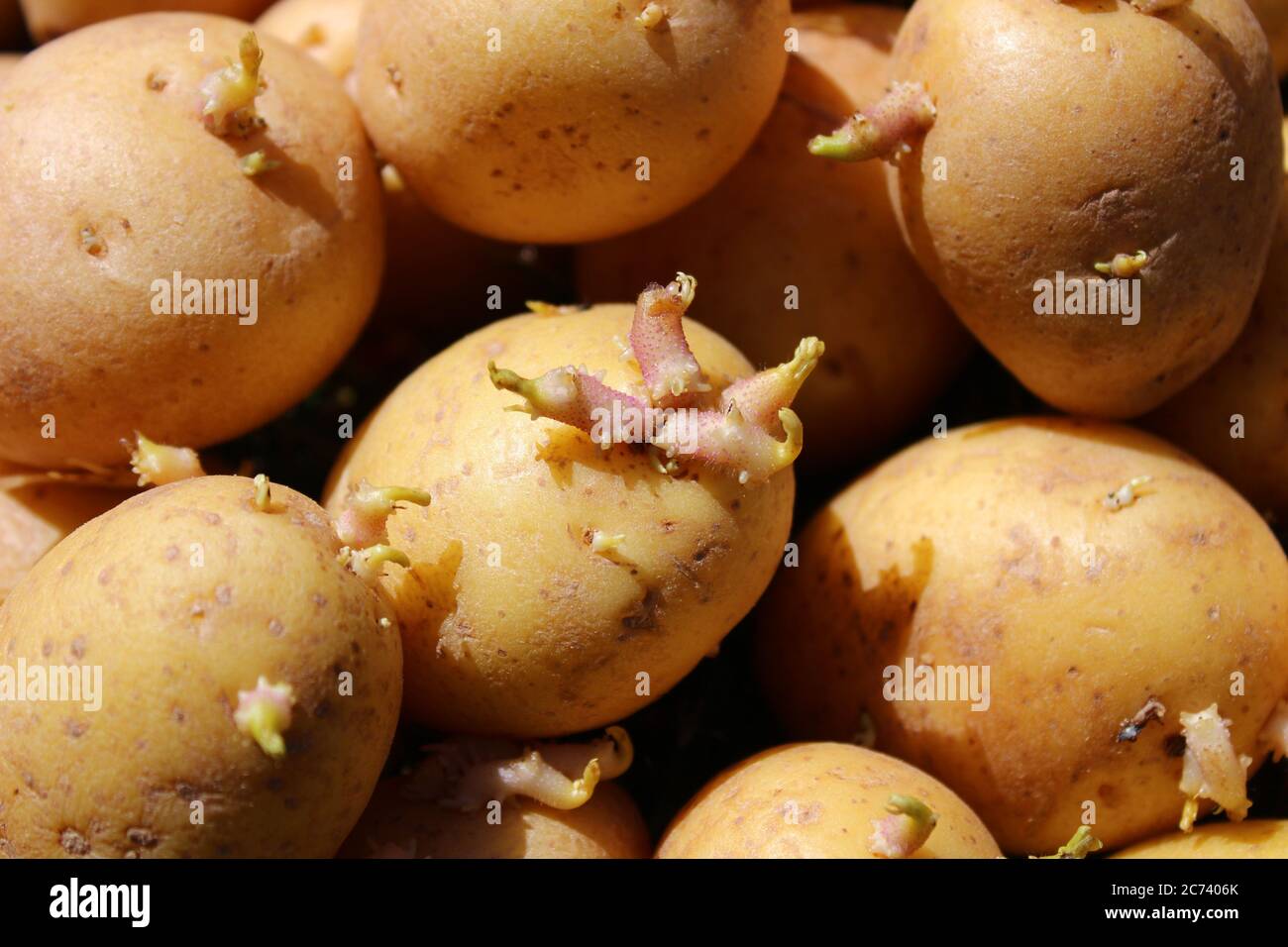 The picture shows many sprouting potatoes in the garden Stock Photo - Alamy