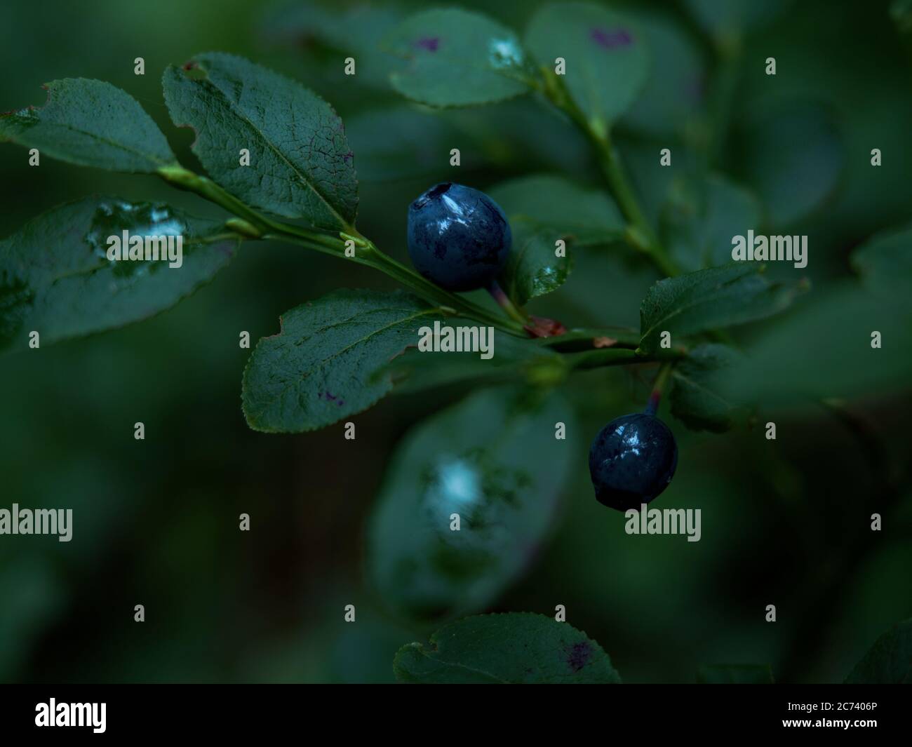Ripe blueberries in the forest.Ripe blueberries. Close-up. Photographed ...