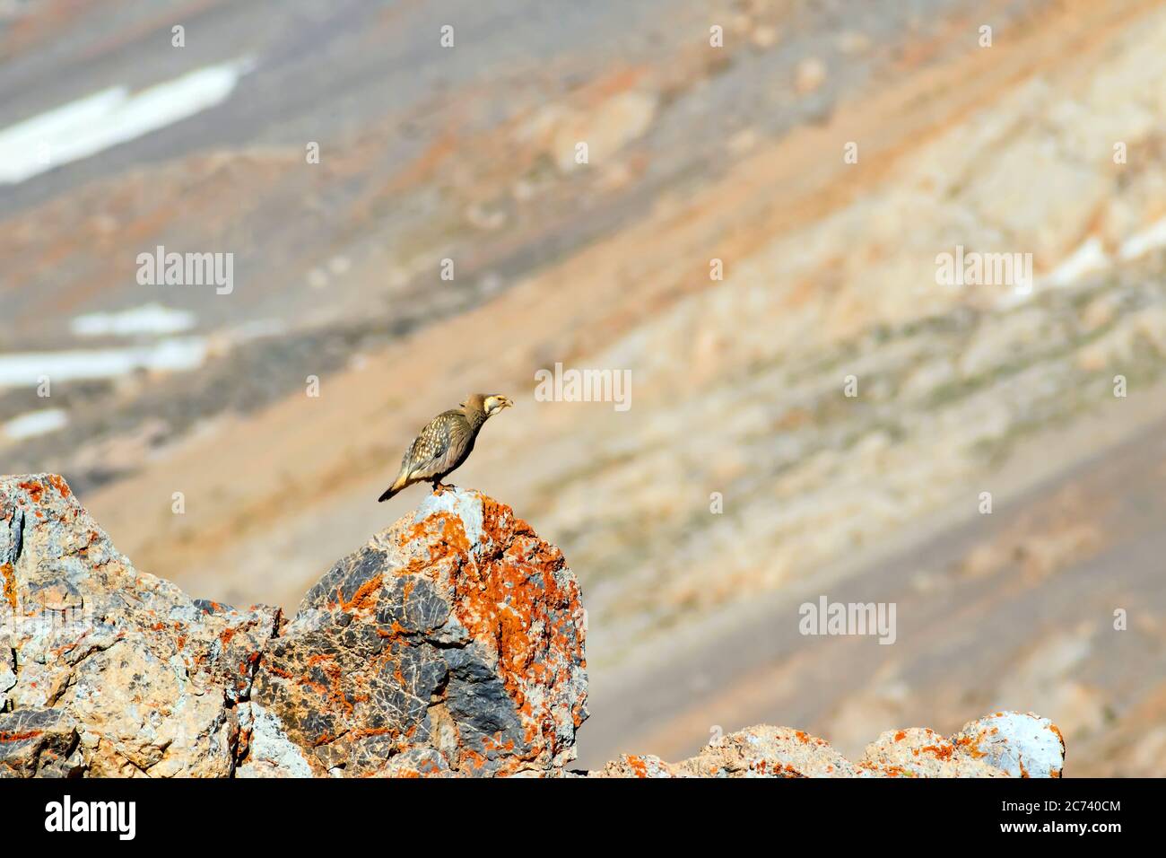 Rare partridge. Mountain background. Bird: Caspian Snowcock ...