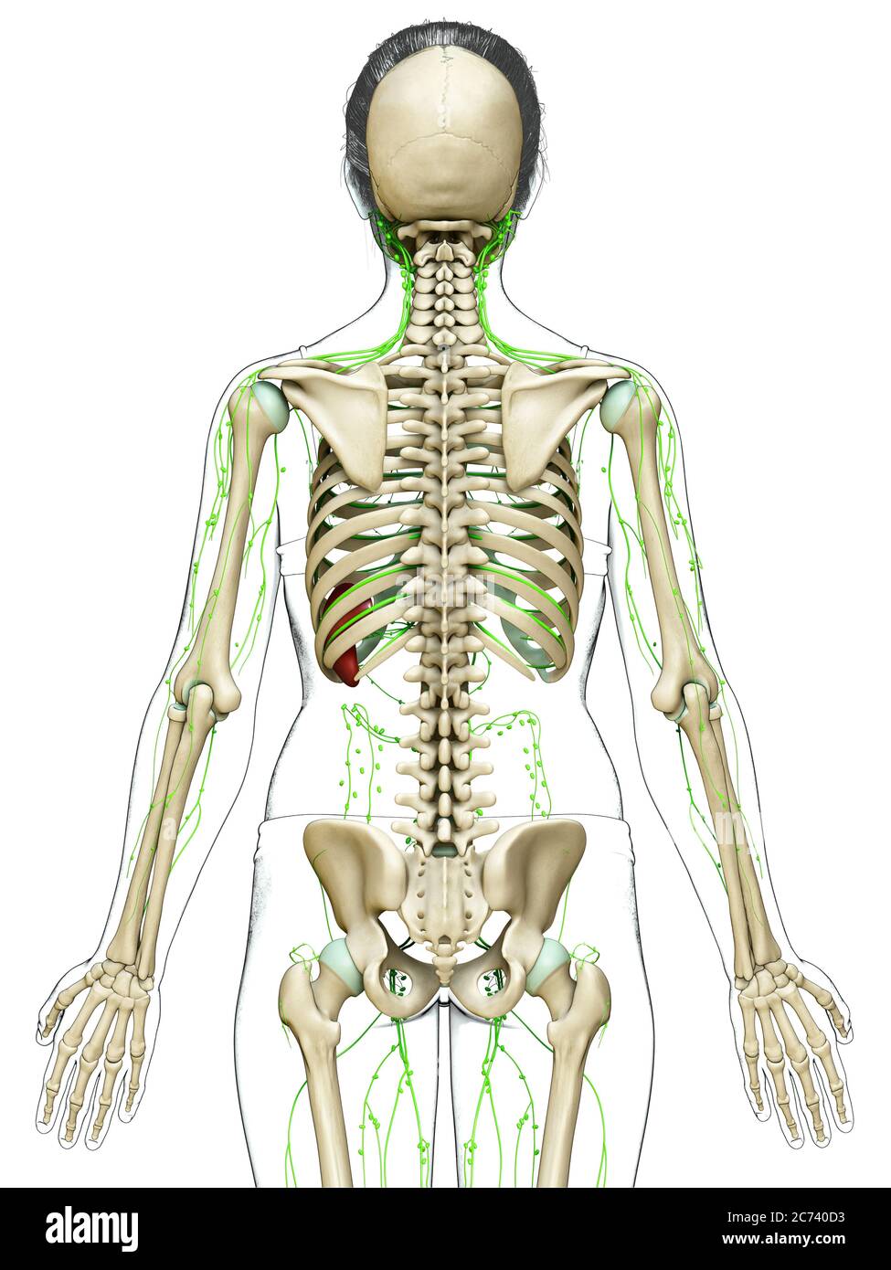 3d rendered medically accurate illustration of a female lymphatic ...