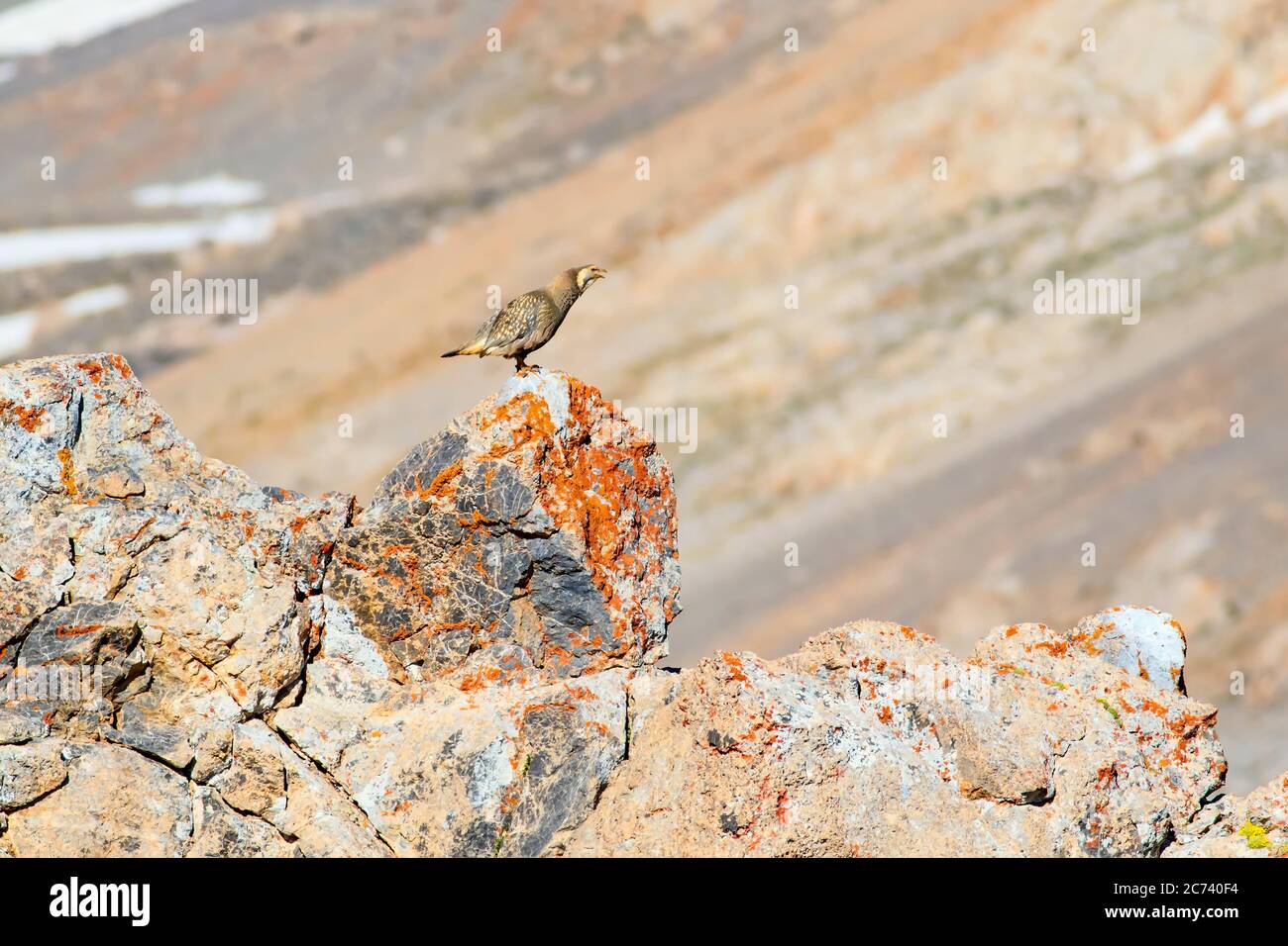 Rare partridge. Mountain background. Bird: Caspian Snowcock ...