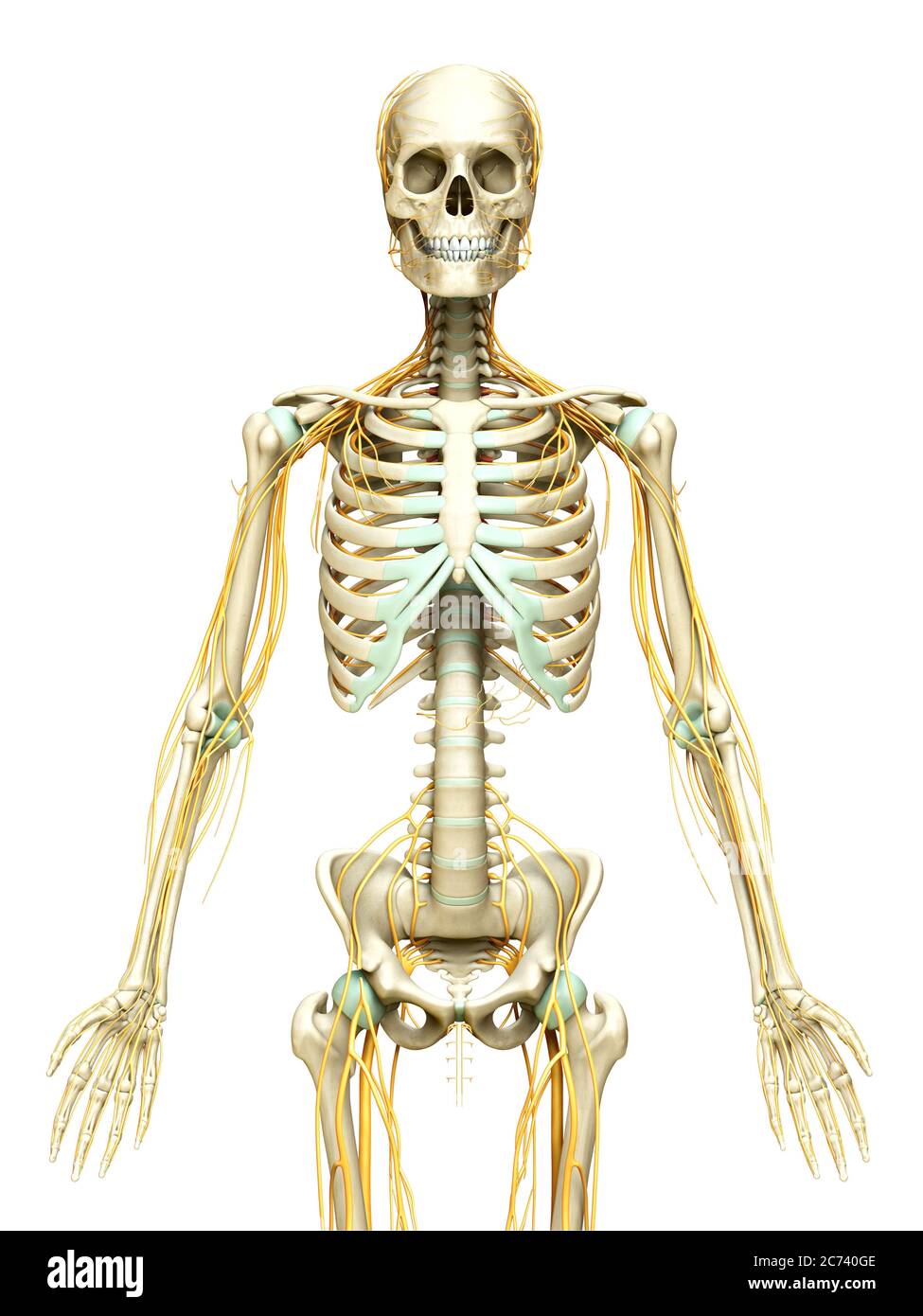 3d rendered medically accurate illustration of the nervous system and ...