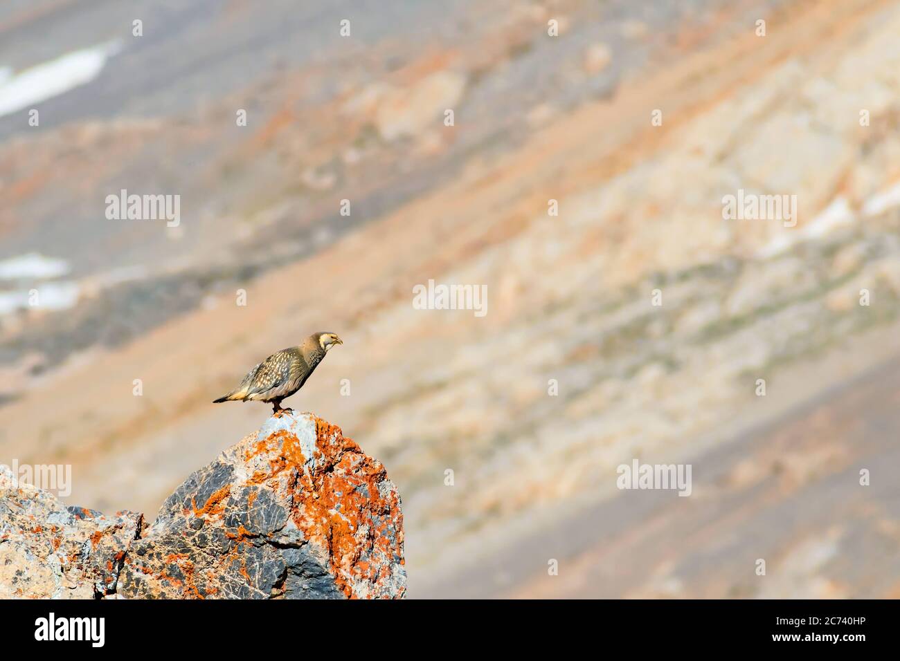 Rare partridge. Mountain background. Bird: Caspian Snowcock ...