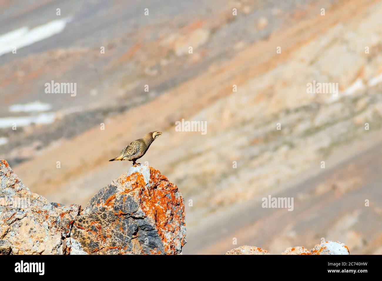 Rare partridge. Mountain background. Bird: Caspian Snowcock ...