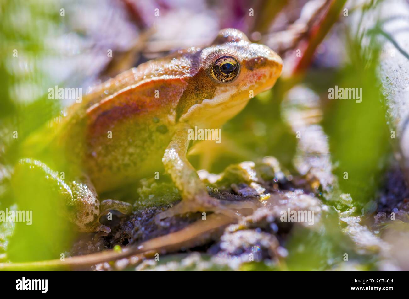 Slippery frog hi-res stock photography and images - Alamy