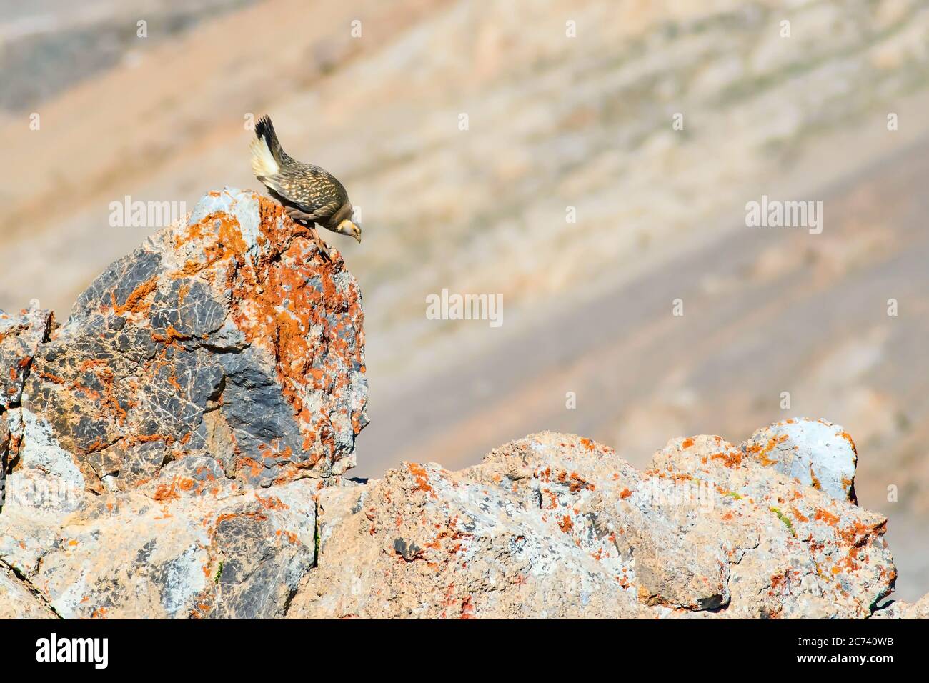 Rare partridge. Mountain background. Bird: Caspian Snowcock ...