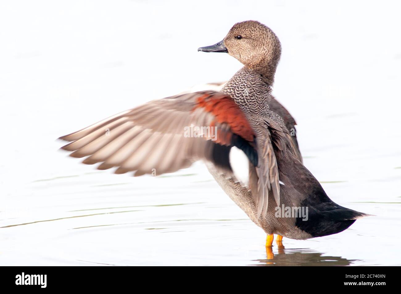 Gadwall drake flapping wings hi-res stock photography and images - Alamy