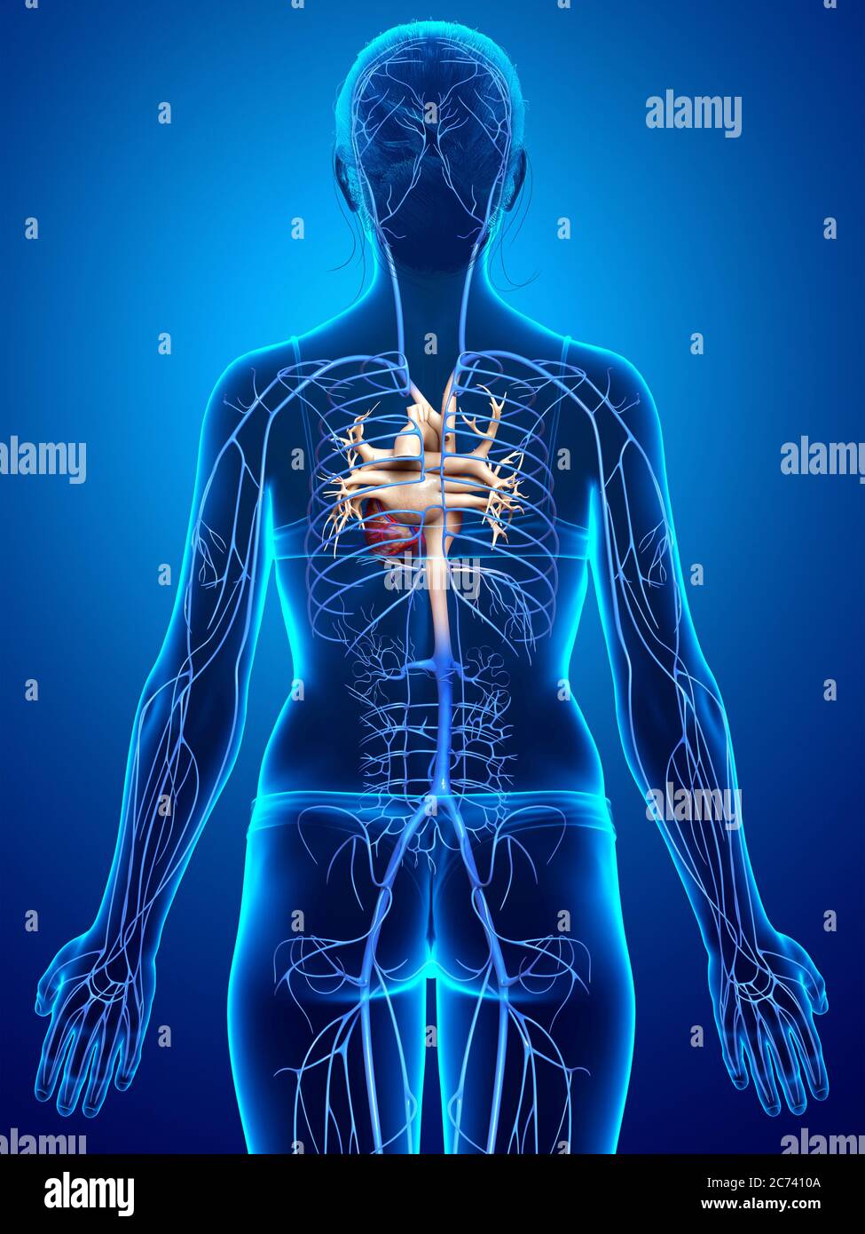 3d rendered medically accurate illustration of a female Veins anatomy ...