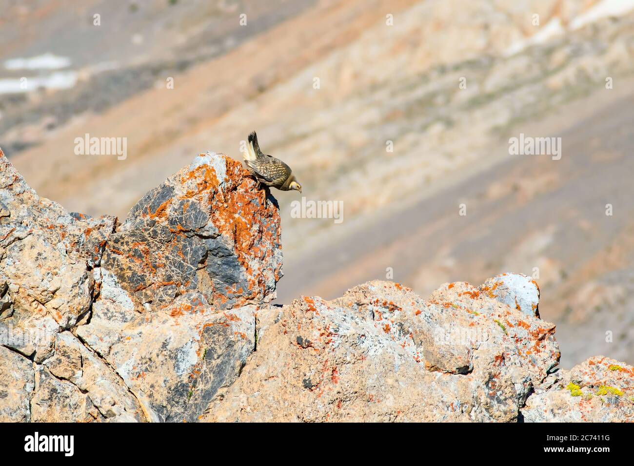 Rare partridge. Mountain background. Bird: Caspian Snowcock ...