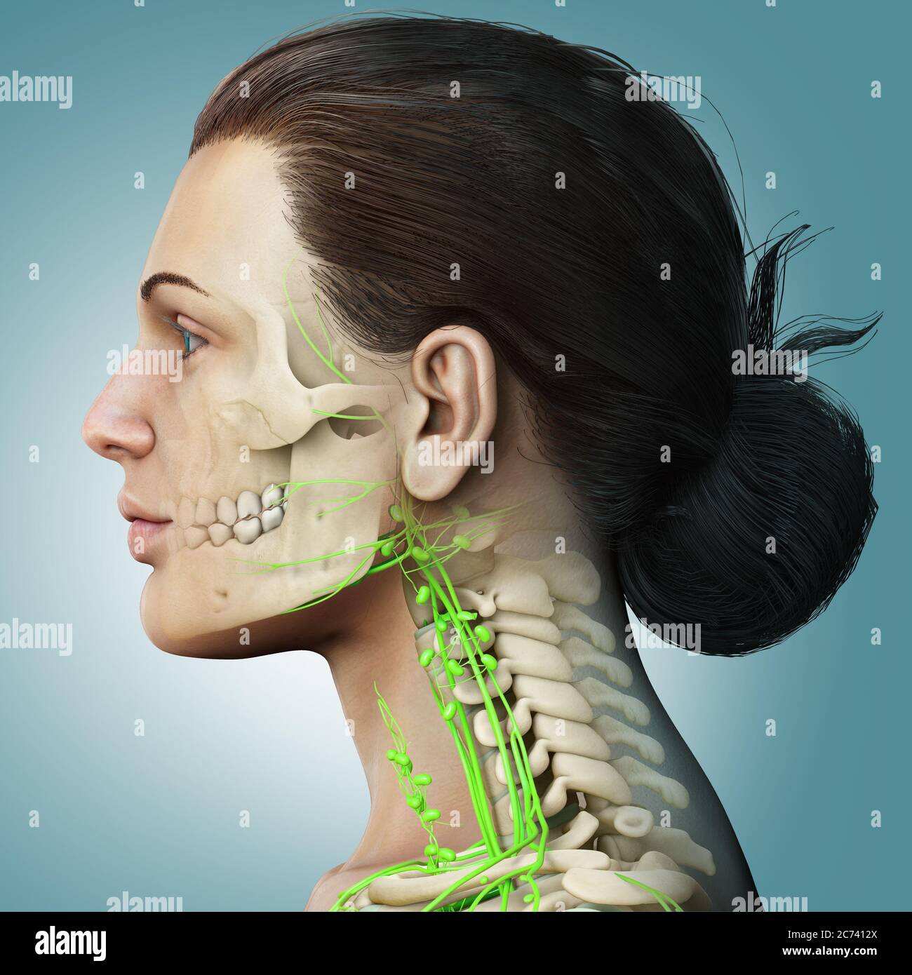 Lymphatic system face hi-res stock photography and images - Alamy