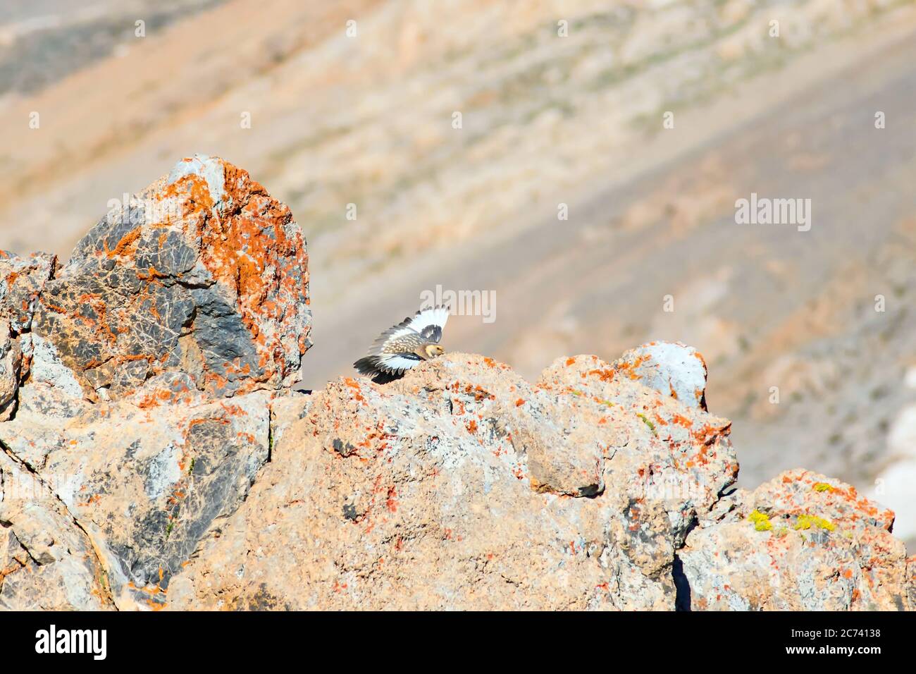 Rare partridge. Mountain background. Bird: Caspian Snowcock ...