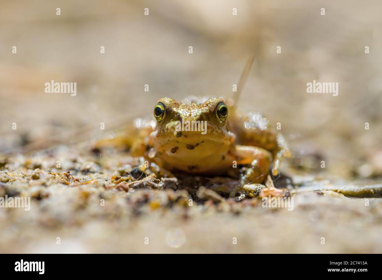 slippery frog in a pond in the nature Stock Photo - Alamy