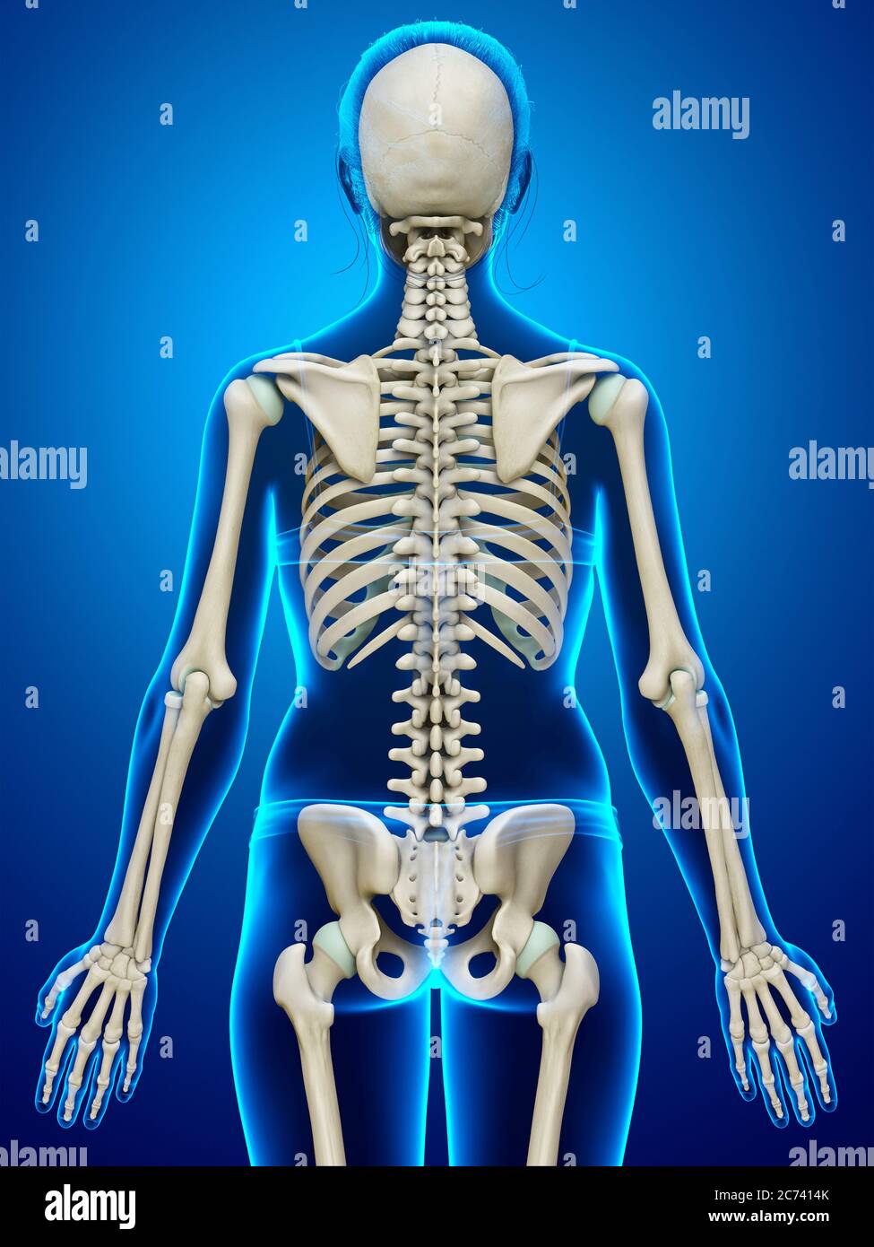 3d rendered, medically accurate illustration of a female skeleton ...