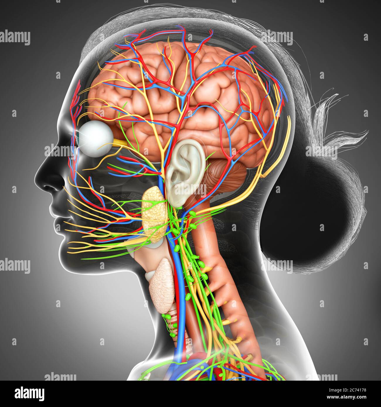 3d rendered medically accurate illustration of a female brain anatomy ...