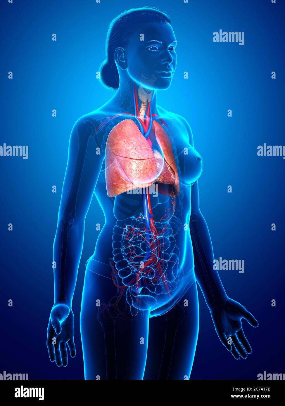 3d rendered, medically accurate illustration of a female lung anatomy ...