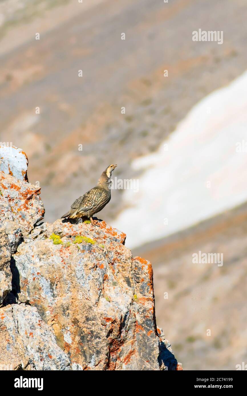 Rare partridge. Mountain background. Bird: Caspian Snowcock ...