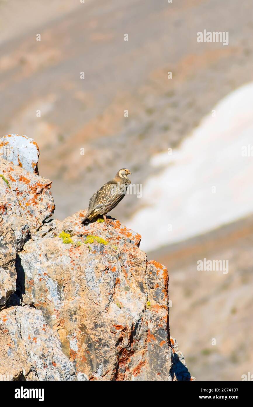 Rare partridge. Mountain background. Bird: Caspian Snowcock ...