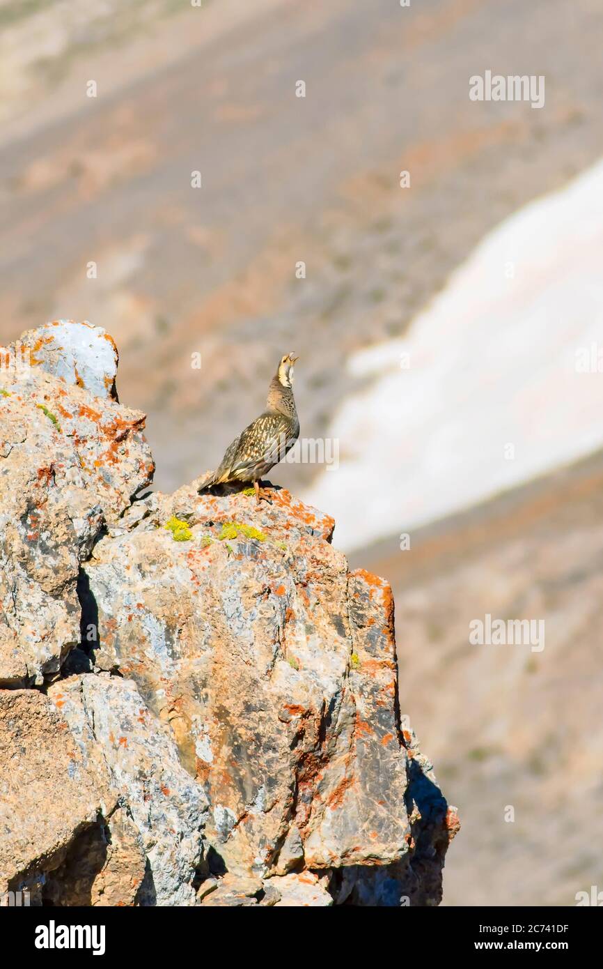 Rare partridge. Mountain background. Bird: Caspian Snowcock ...