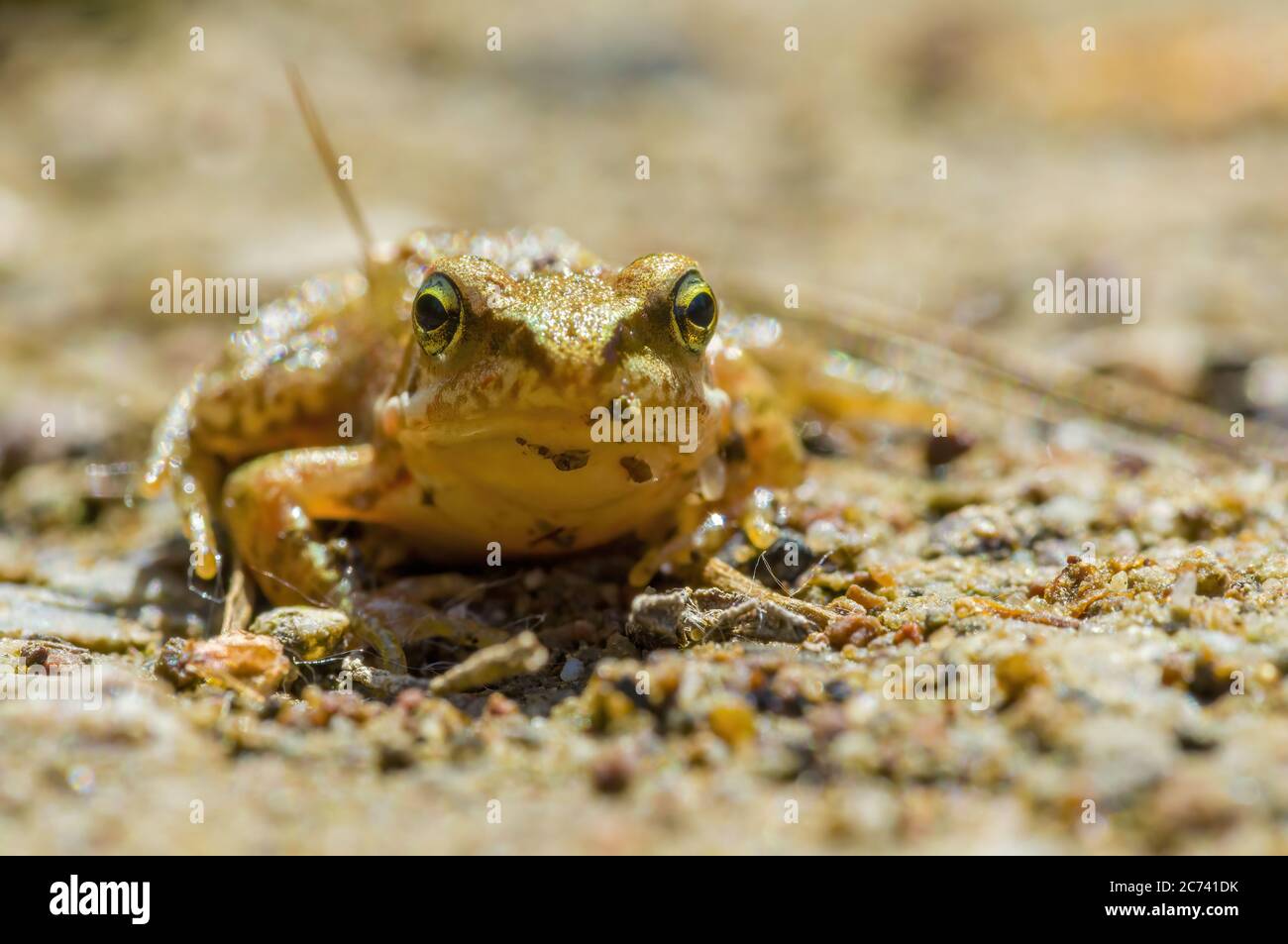 Giant slippery frog hi-res stock photography and images - Alamy
