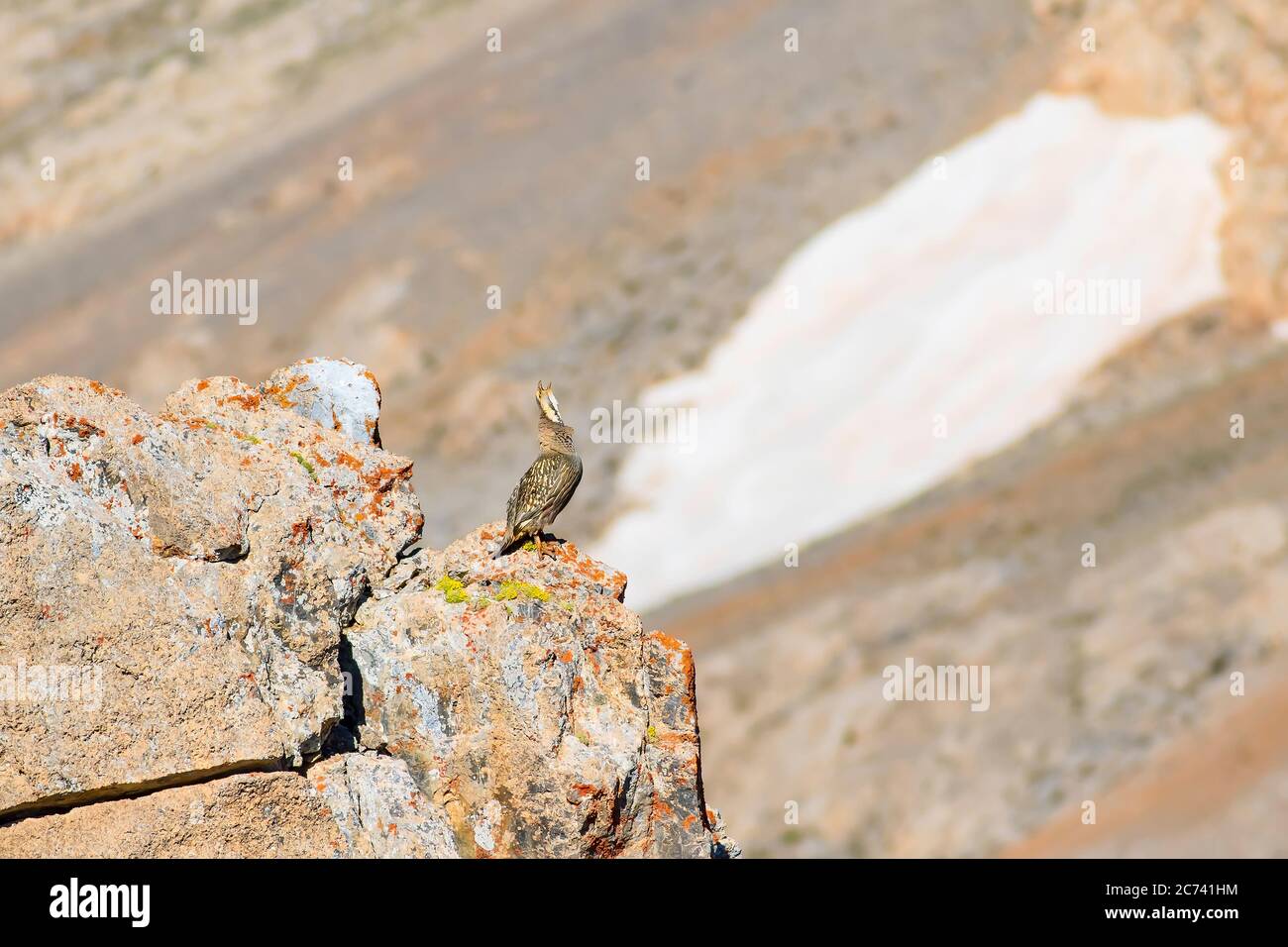Rare partridge. Mountain background. Bird: Caspian Snowcock ...