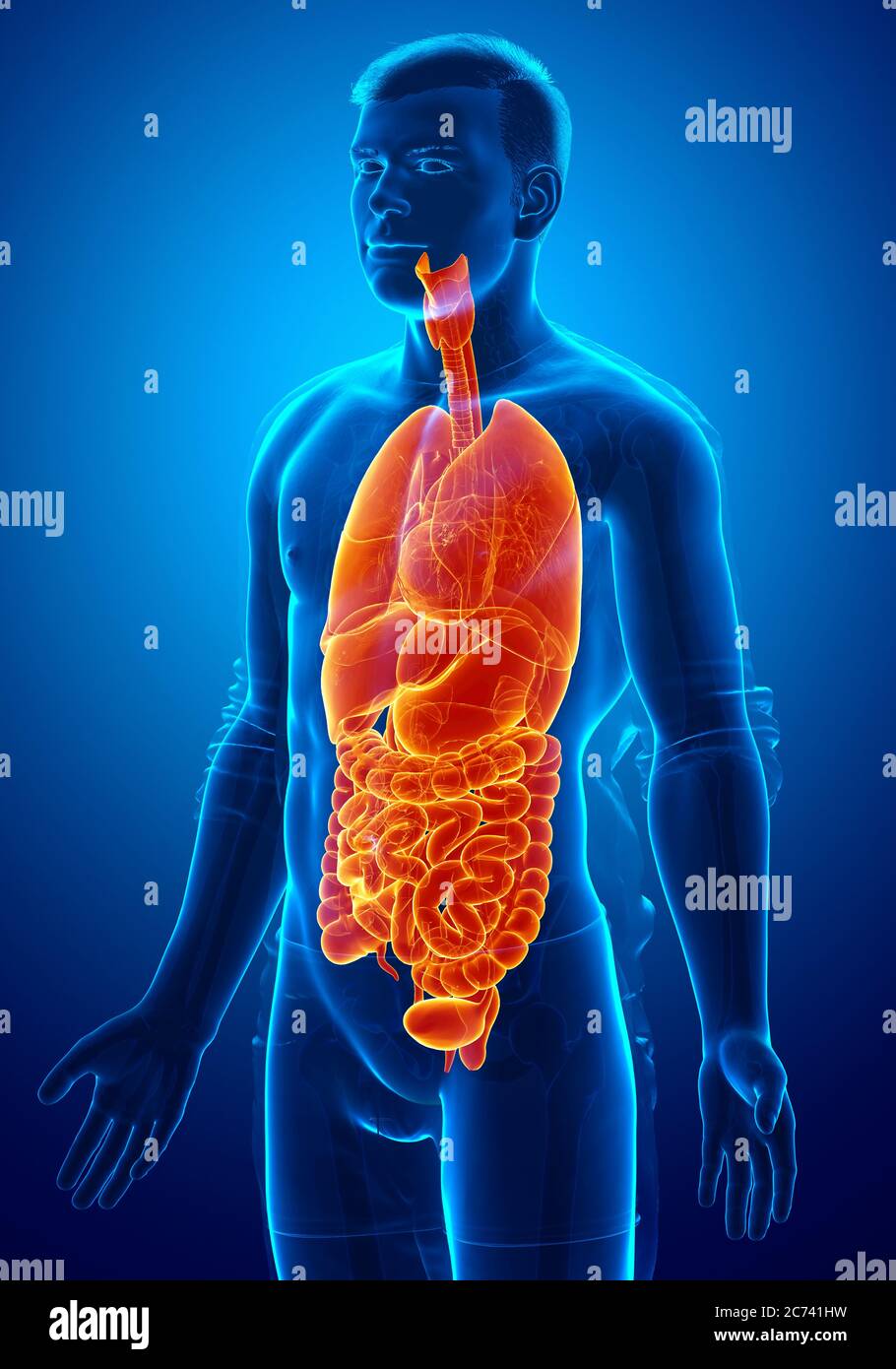 3d rendered medically accurate illustration of male Internal organs ...