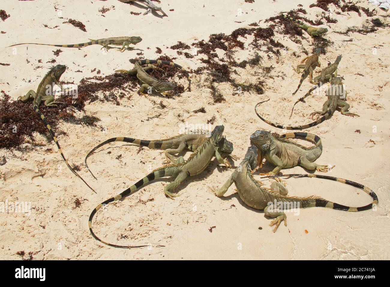 Big Iguana lizard on the island Johnny Cay near San Andres in Colombia ...