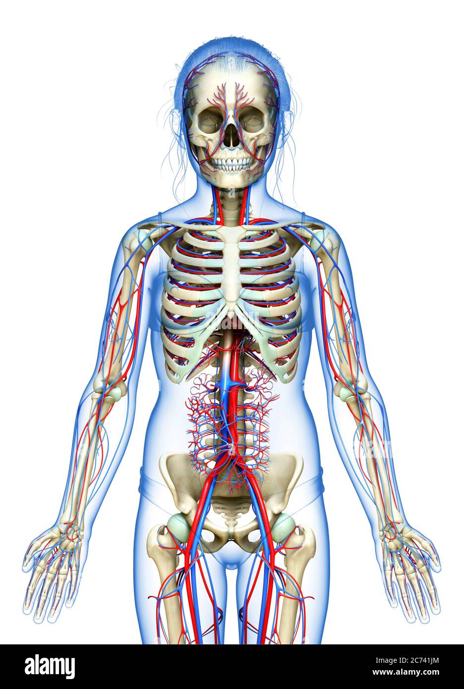 3d rendered medically accurate illustration of the young girl ...