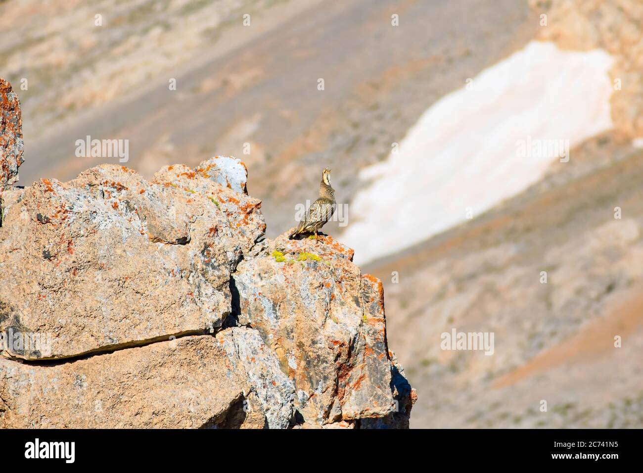 Rare partridge. Mountain background. Bird: Caspian Snowcock ...