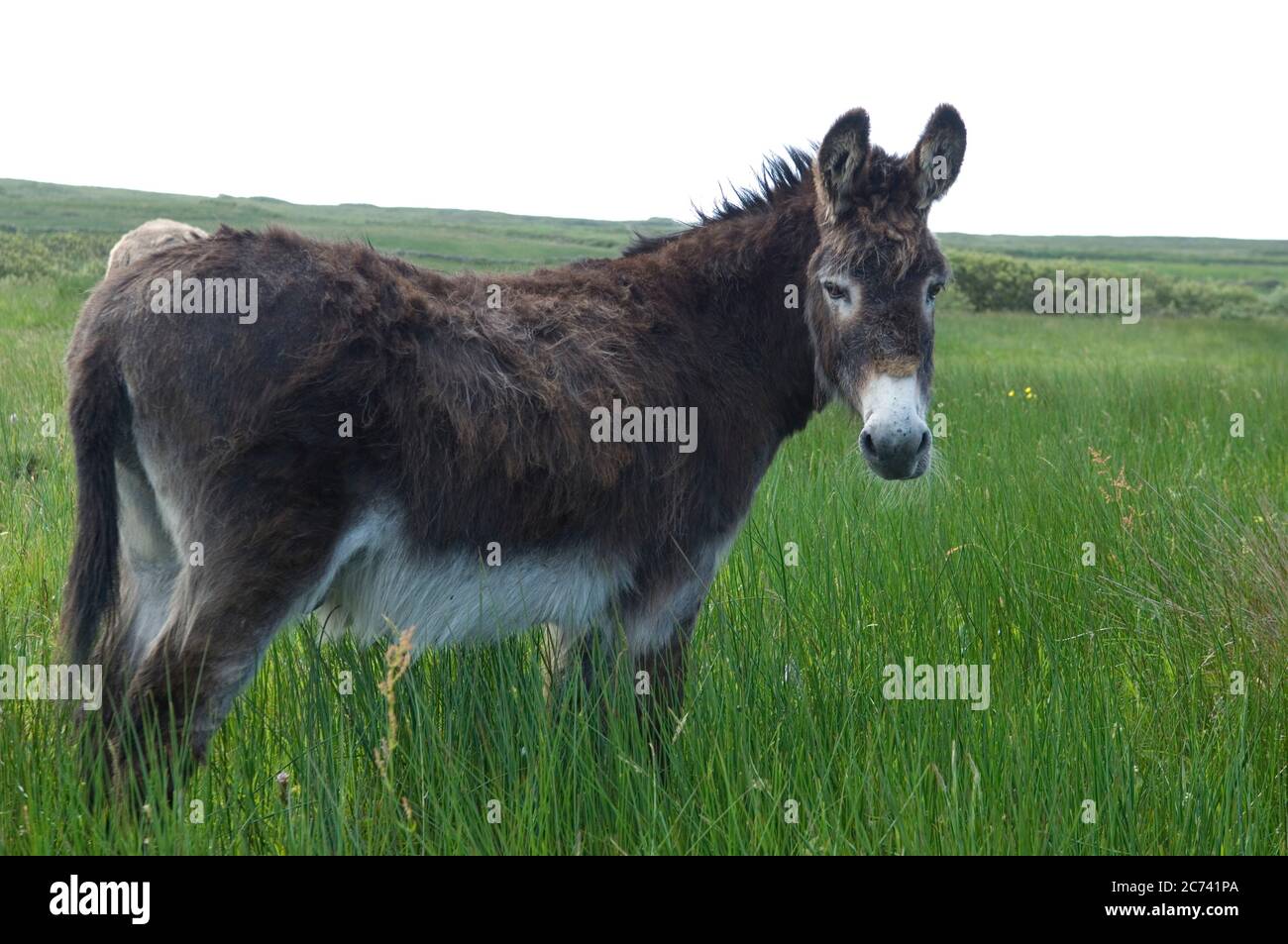 Donkey Donkeys Field Ireland High Resolution Stock Photography and ...