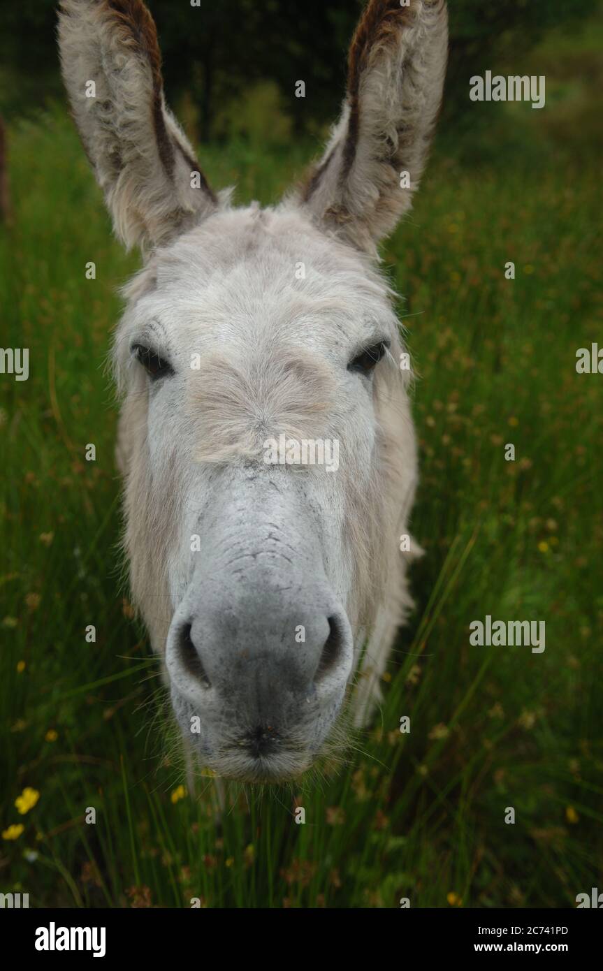 Irish Donkey High Resolution Stock Photography and Images - Alamy