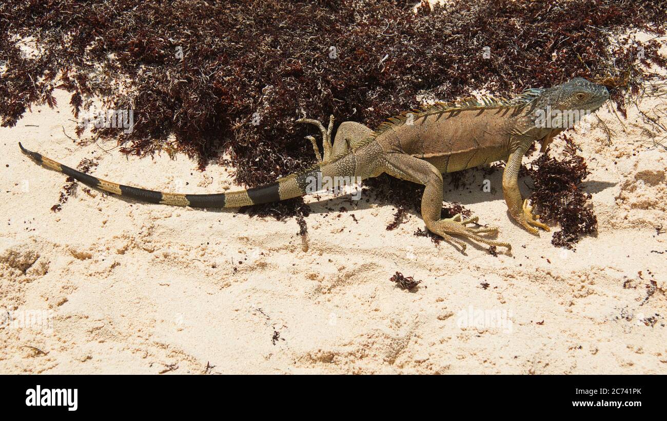 Big Iguana lizard on the island Johnny Cay near San Andres in Colombia ...