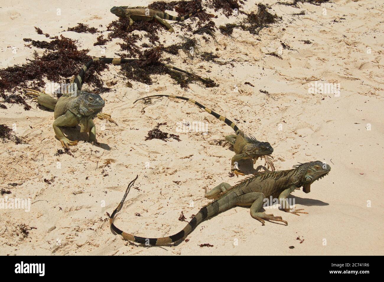 Big Iguana lizard on the island Johnny Cay near San Andres in Colombia ...