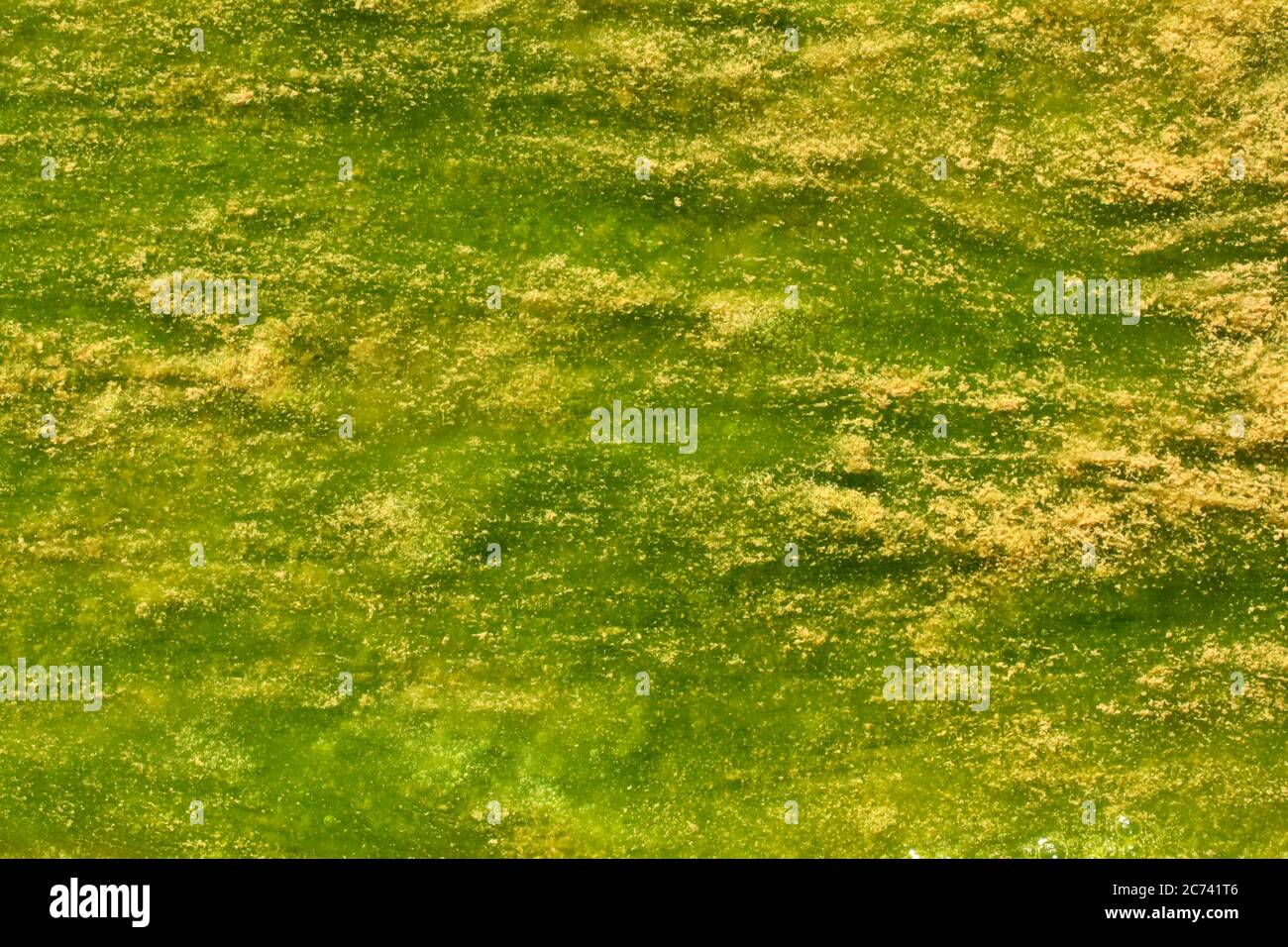 Green and yellow colors. Polluted water with algae Stock Photo - Alamy
