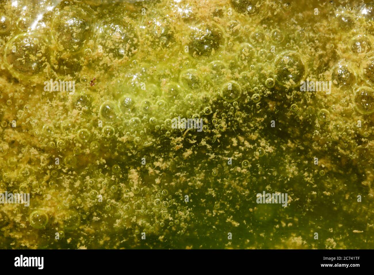 Green and yellow colors. Polluted water with algae Stock Photo - Alamy