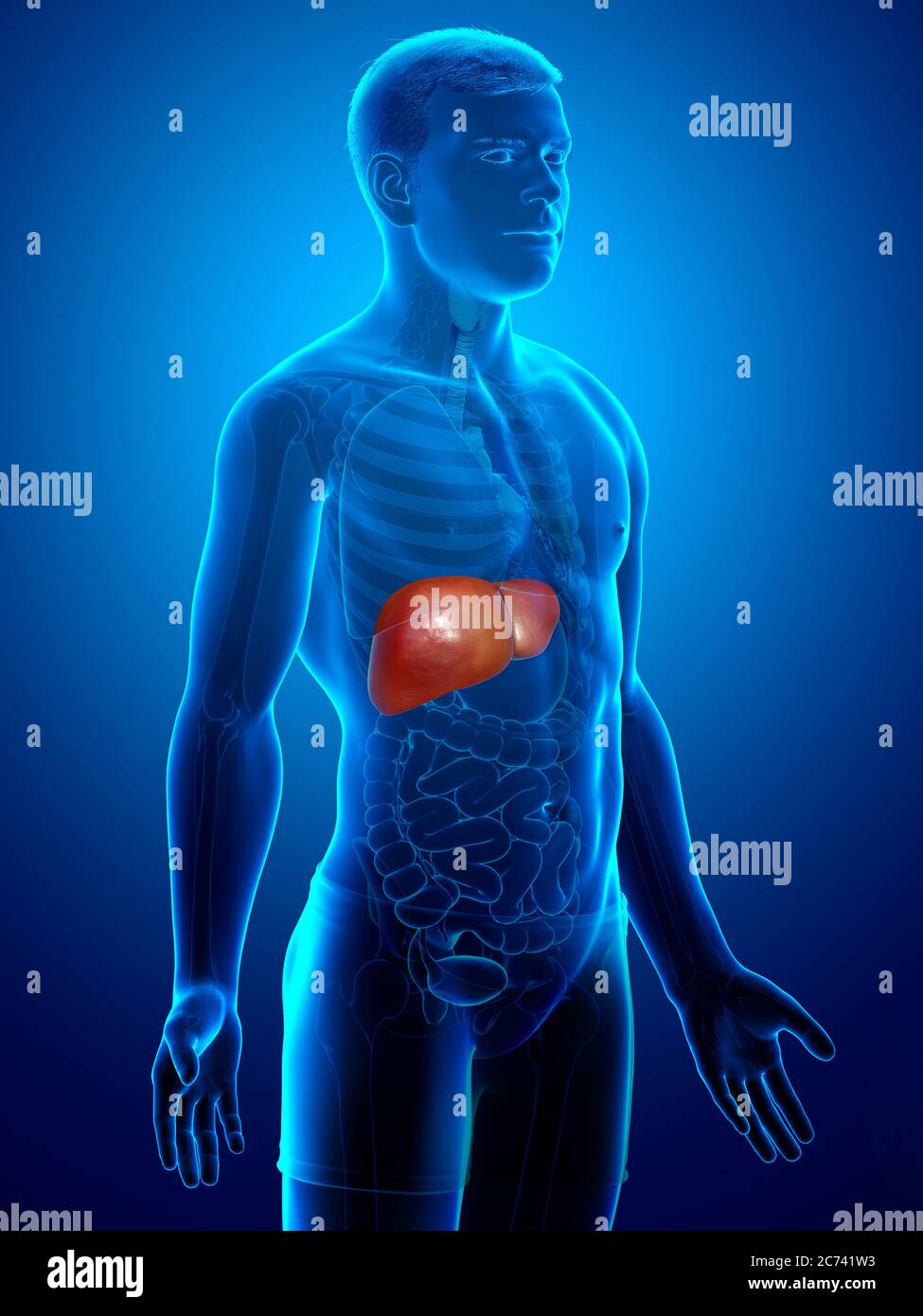 3d rendered, medically accurate illustration of male Liver Anatomy ...