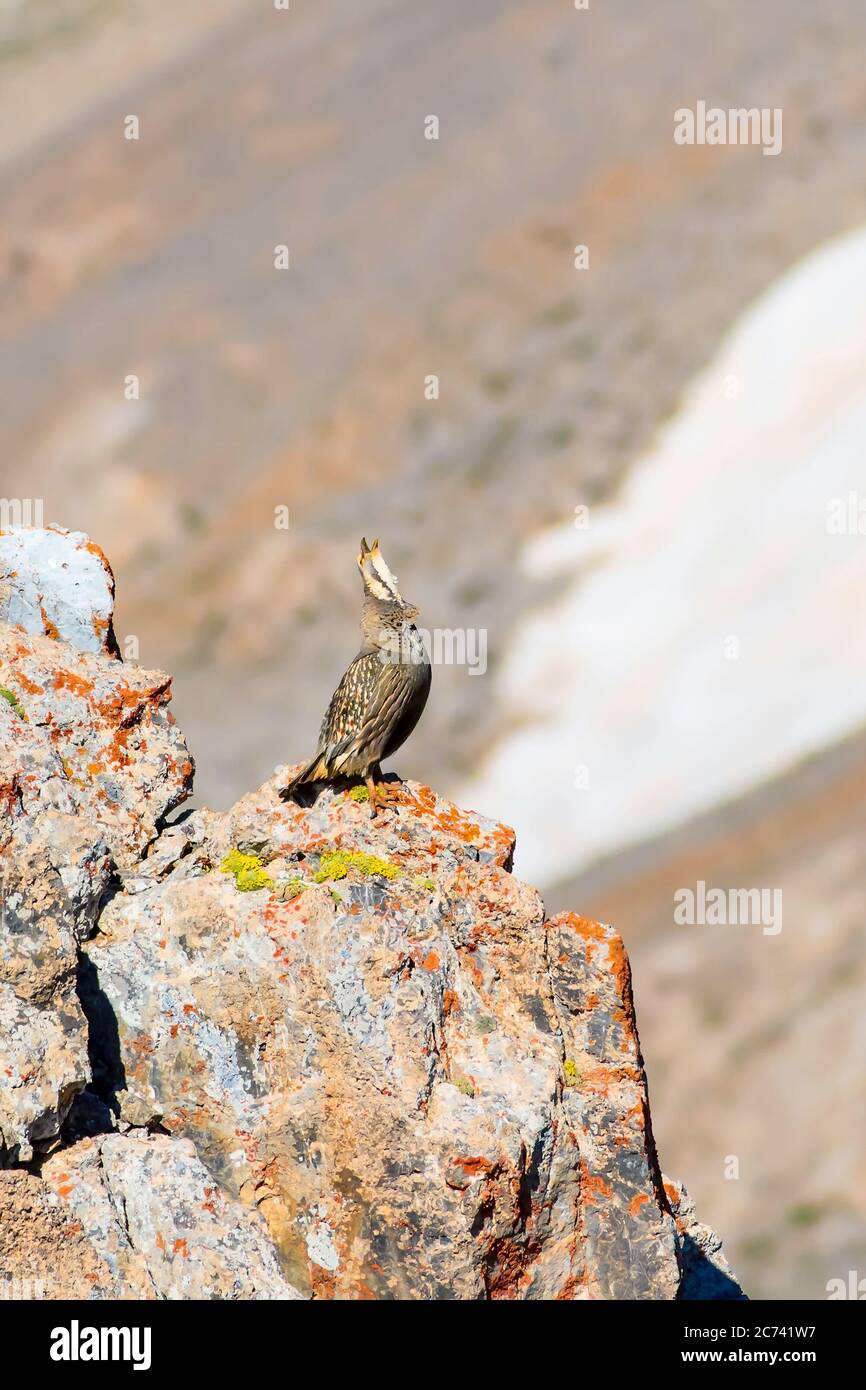 Rare partridge. Mountain background. Bird: Caspian Snowcock ...