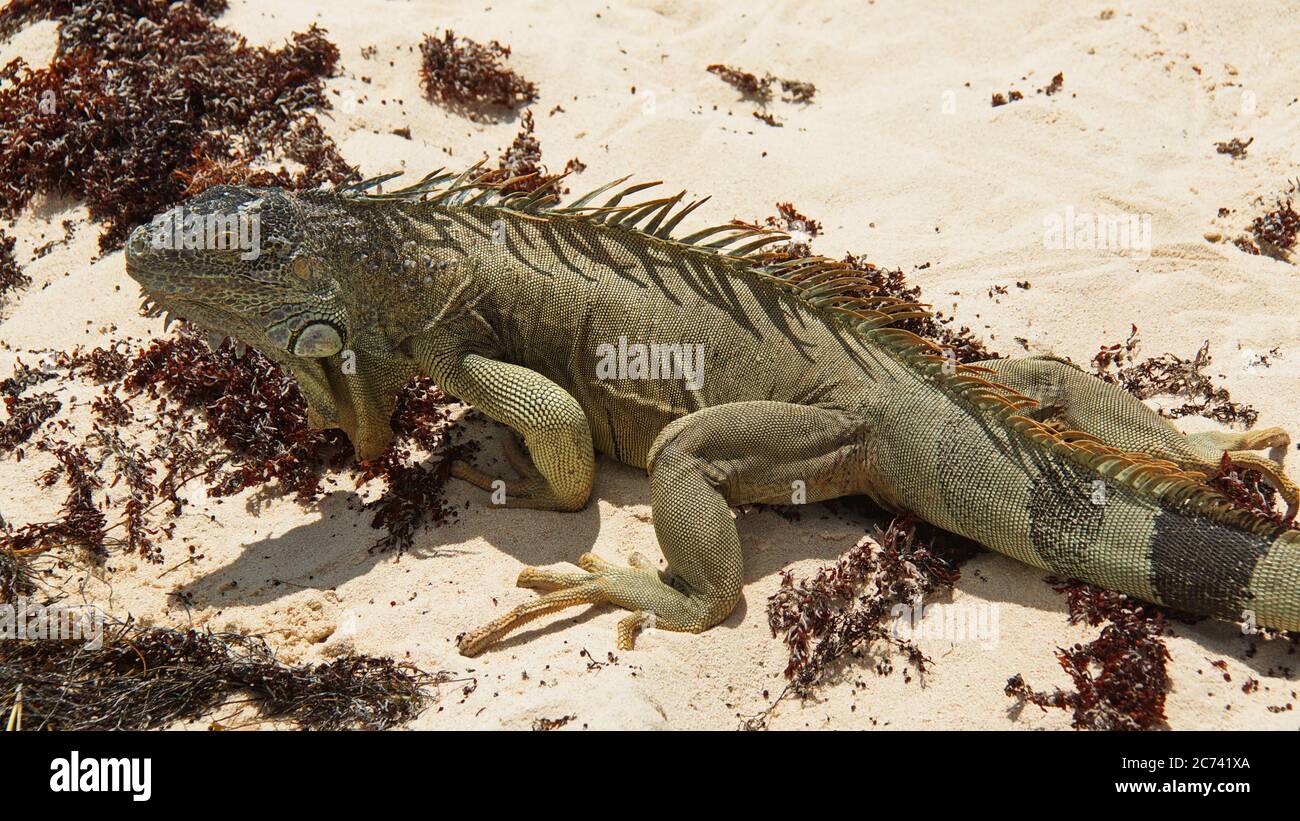Big Iguana lizard on the island Johnny Cay near San Andres in Colombia ...