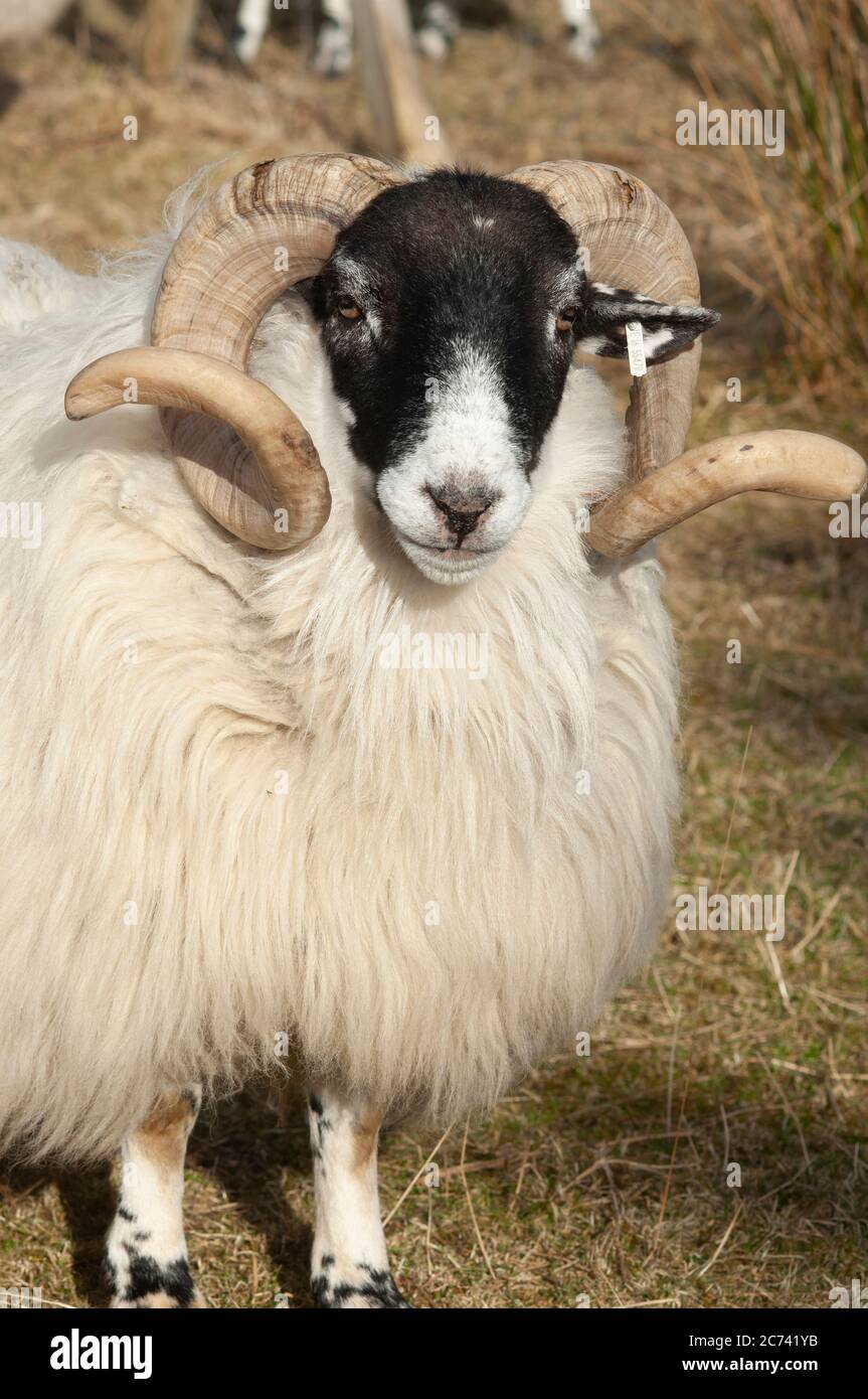 Long horn sheep hi-res stock photography and images - Alamy